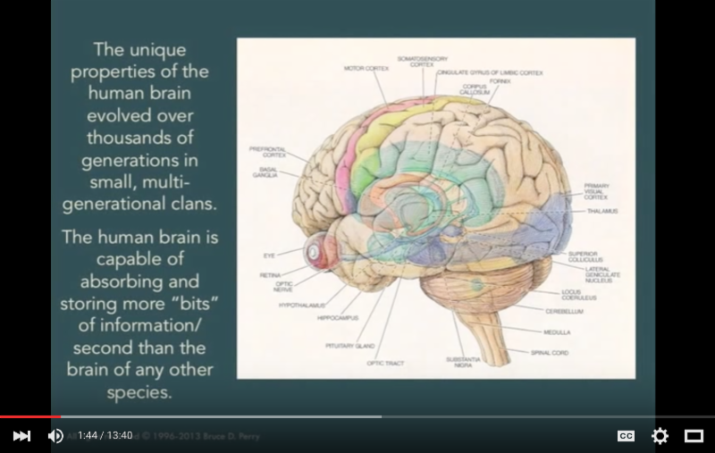 Seven Slide Series: The Human Brain