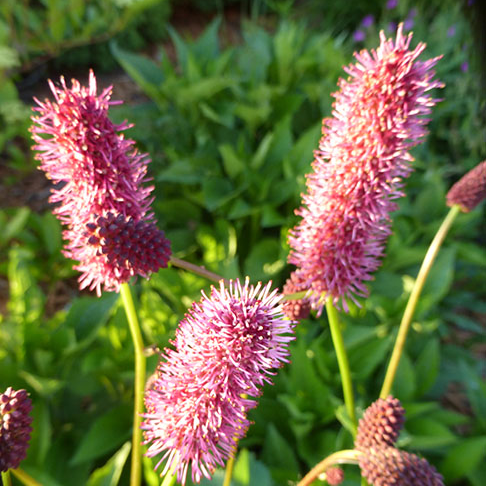 Featured Plant from June