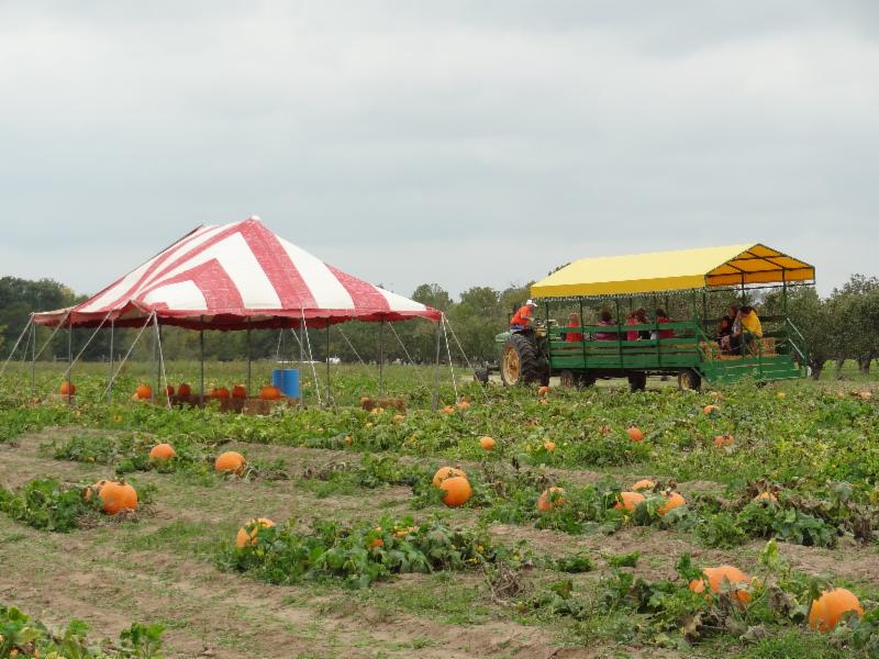 Hayrides to our Real Pumpkin Patch