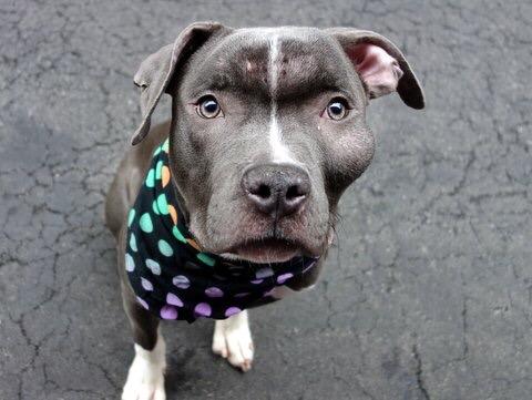 The Rock & Rawhide Tail Waggler - Clark Kent's Battle with Kryptonite ...