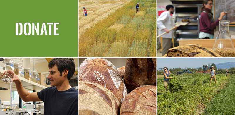 Growing the Bread Lab