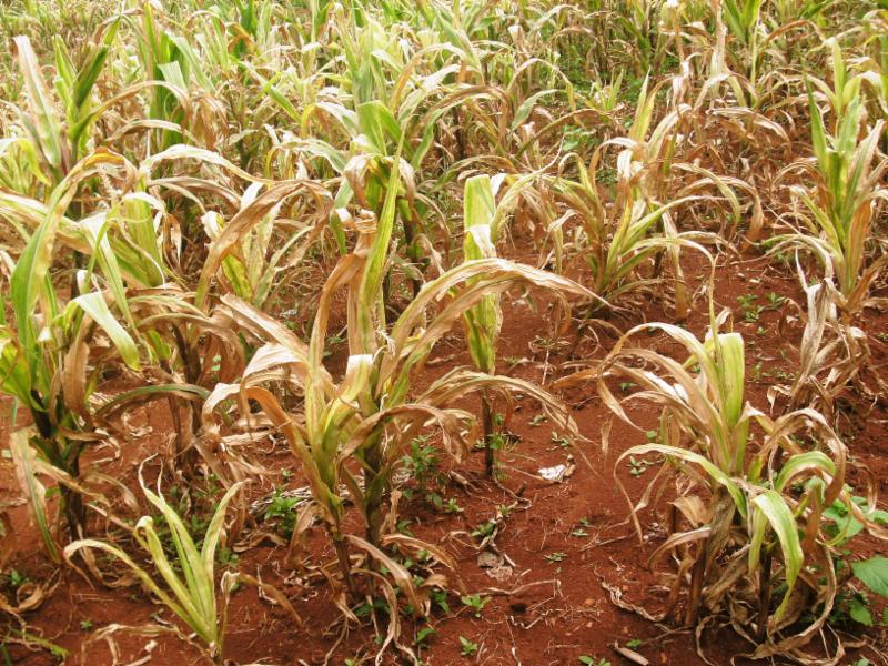 Stunting as a result of striga-weed infestation