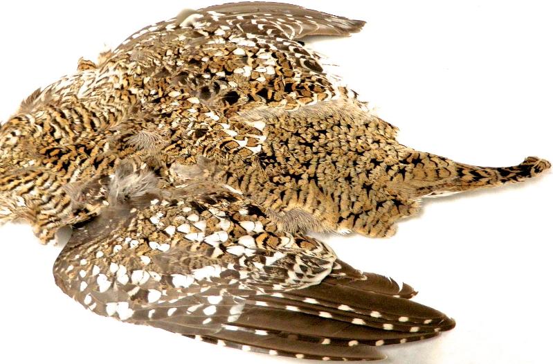 News from Blue Ribbon Flies