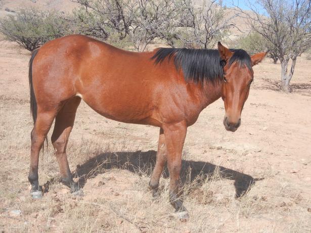 Welcome to Horse'n Around Rescue's Pony Tails Newsletter