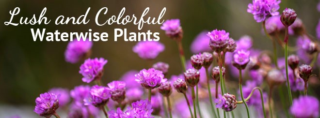 40 Waterwise Plants and Natives by Flower Color