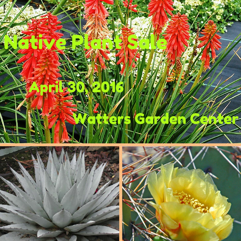 40 Waterwise Plants and Natives by Flower Color
