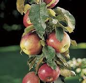 *Add a focal point tree or shrub.