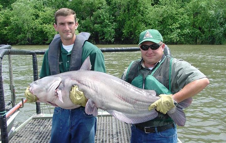 72-pound blue catfish MDC sampled in the Missouri River.