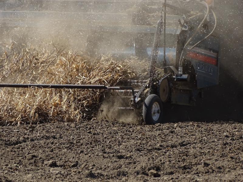 Otebo beans being harvested, outside Exeter, ON. (September 18, 2015)
