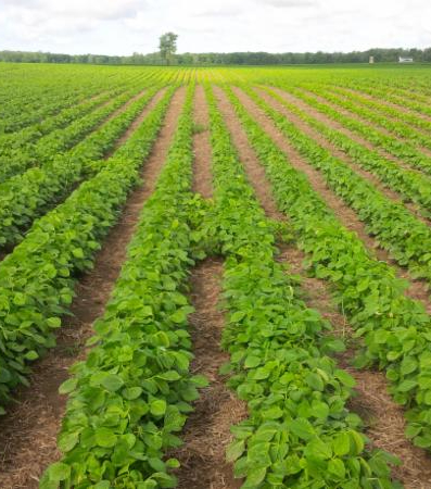 Azuki bean field, ON. (July 30, 2014)