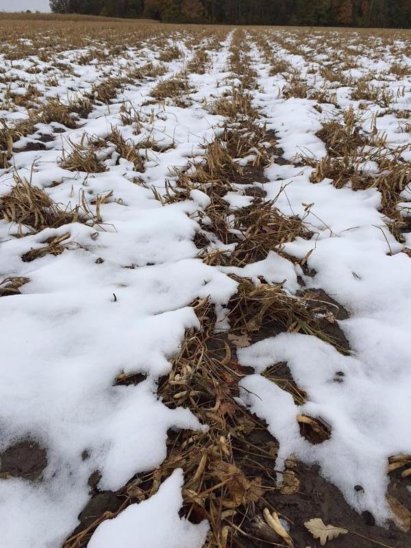 Otebo Beans under snow after a cold weekend (October 17, 2015).