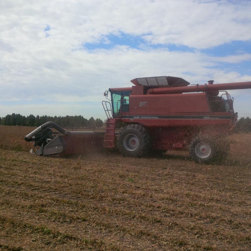 Azuki beans being gathered by combine.