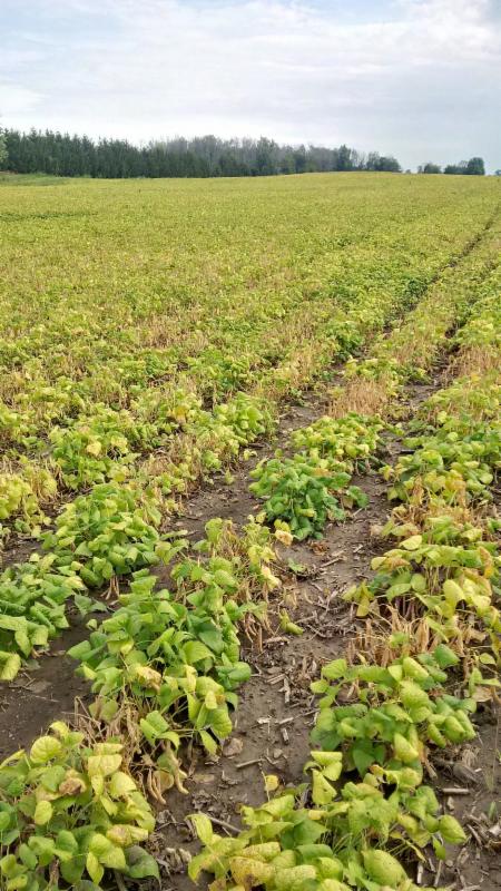 Otebo bean field, Thorndale, ON. (Sep 21, 2015)