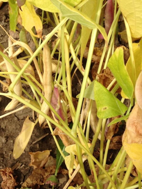 Close up of Otebo Beans in Exeter, ON