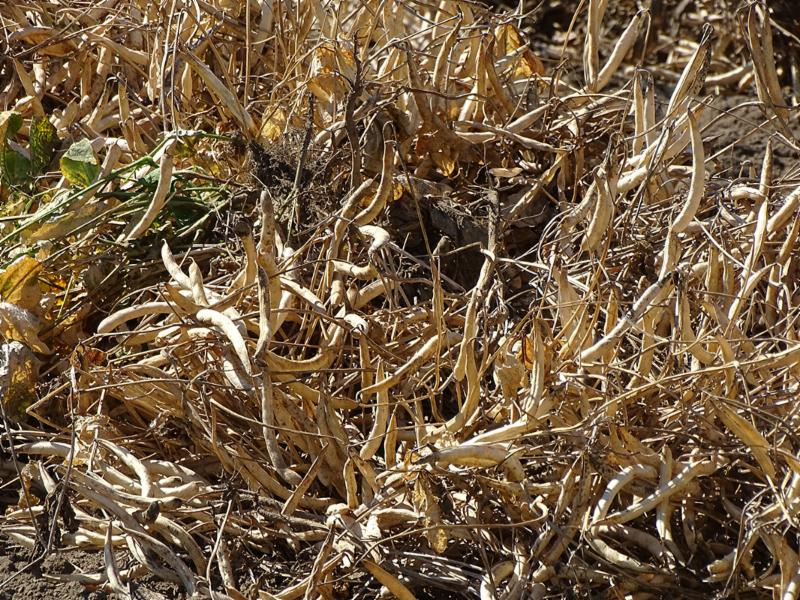 Otebo beans ready for harvest (Exeter, ON).