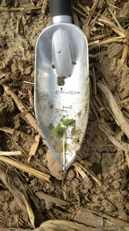 Azuki Beans Unifoliate June 5 2.5" Birr,Ontario.