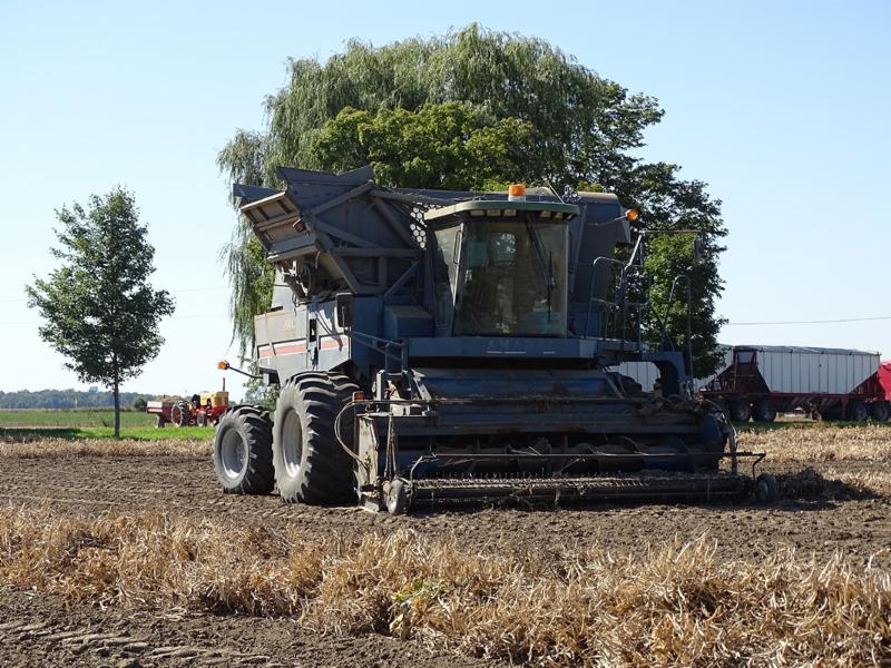 Otebo beans being harvested.