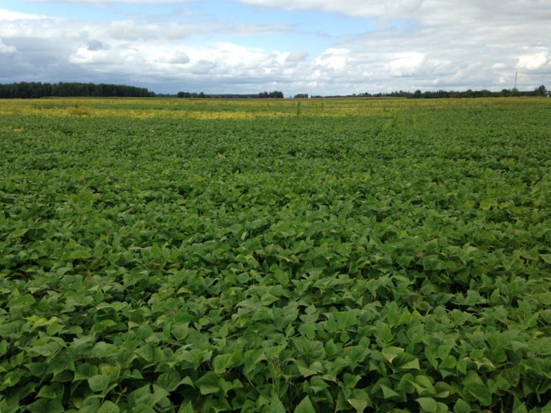 Uneven Otebo Bean field in Exeter, ON (August 27, 2015)