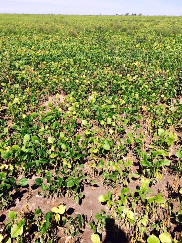 Azuki bean field, Varna, ON. (Sep, 10, 2015)