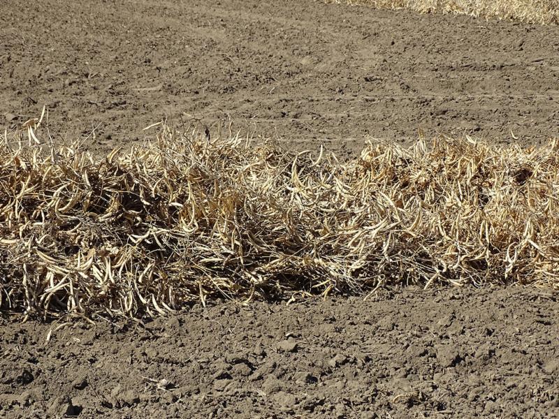 Otebo beans pulled and ready for harvest.