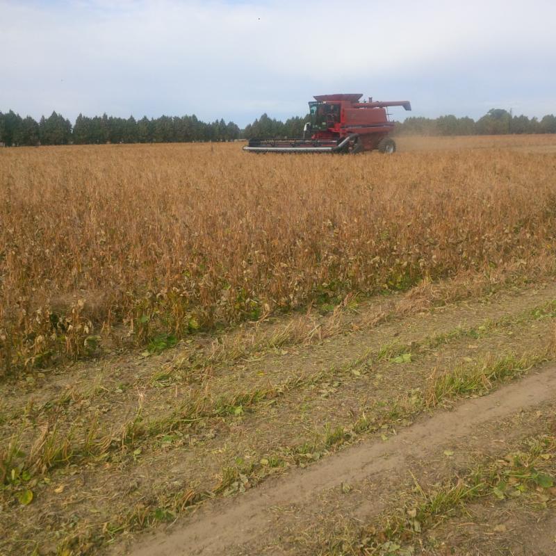 Azuki beans being gathered by combine.