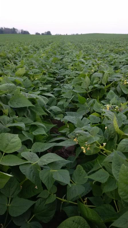 Otebo bean field, Thorndale, ON. (July 2015)