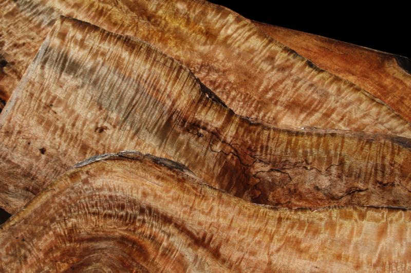 Curly African Black Shedua