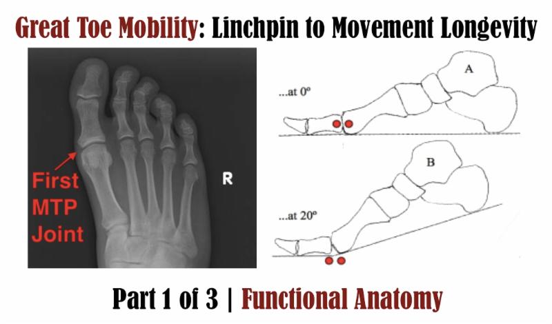 GREAT TOE MOBILITY | Linchpin to Movement Longevity | EBFA Blog Series