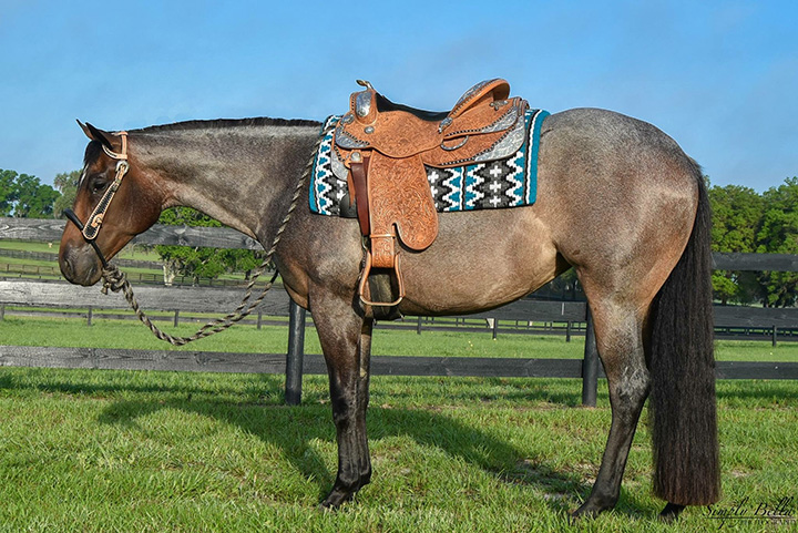 BID NOW for Show Horses, Prospects & Breeding Stock Selling in the May ...