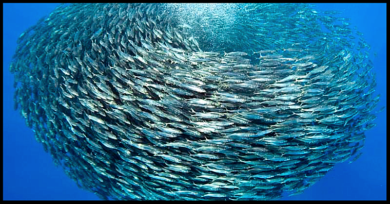 The New Earth Times ~ Edition #60 ~ Saturday, March 12, 2016