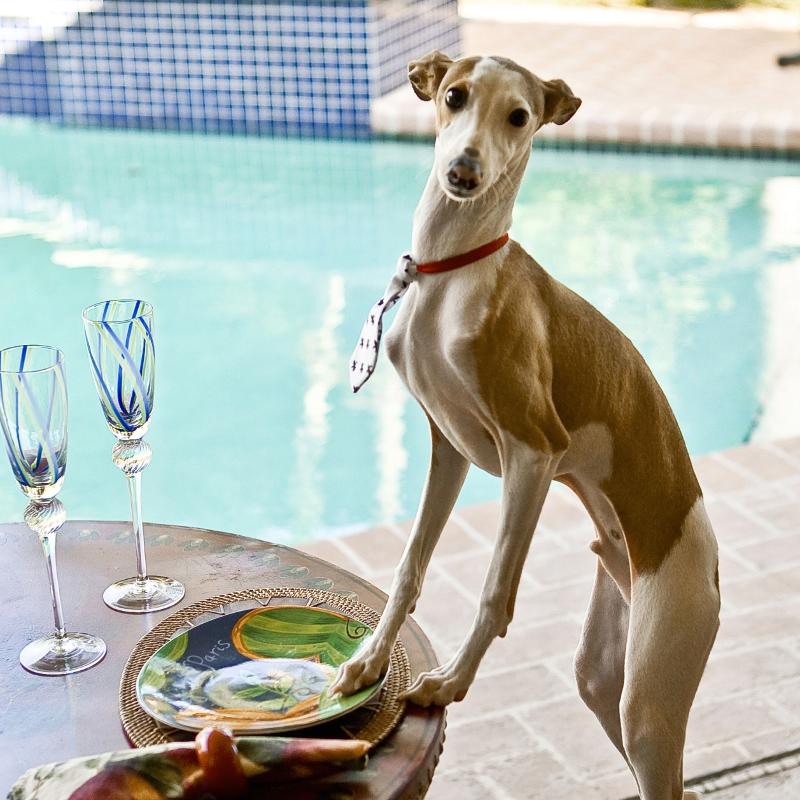 America's Top Dog Model (R) Paw Prints Summer Issue