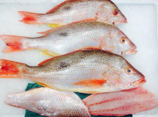 Red Spotted Snapper