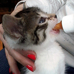 Summer Kitten Surge Overwhelms NYC Rescuers