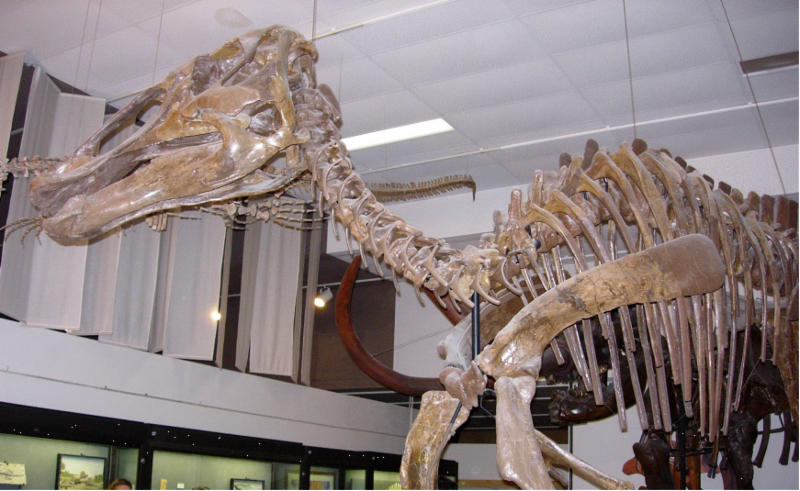 Here is an Edmontosaurus skeleton that is featured at the museum.