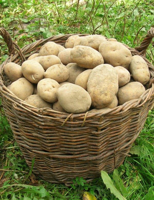 Plant Like a Pioneer: Grow Potatoes
