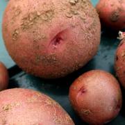 Plant Like a Pioneer: Grow Potatoes