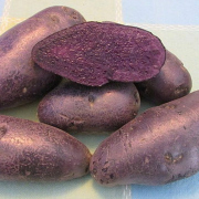 Plant Like a Pioneer: Grow Potatoes