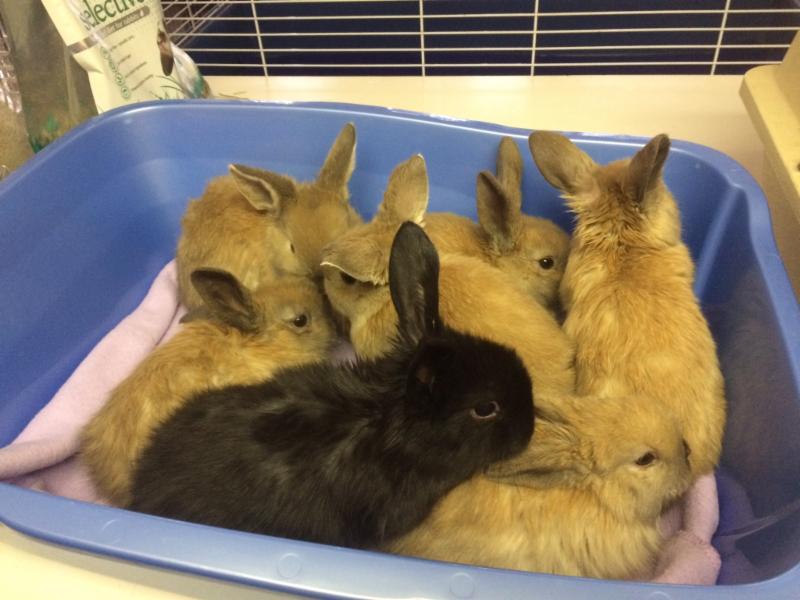 Help Baby Bunnies from freezing temps