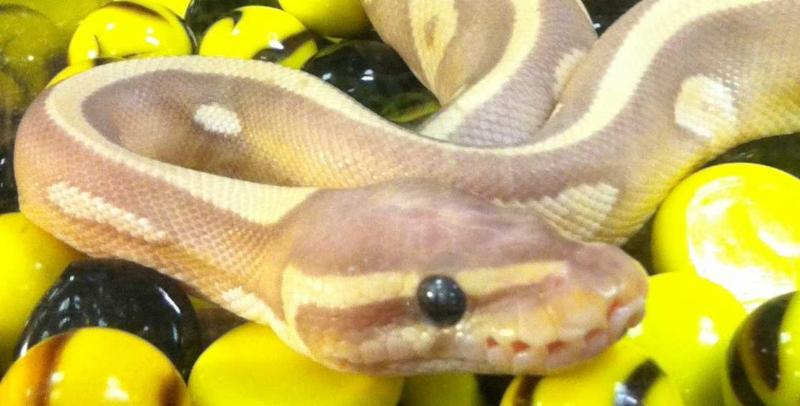 Repticon Tampa Reptile Show Returns Next Week