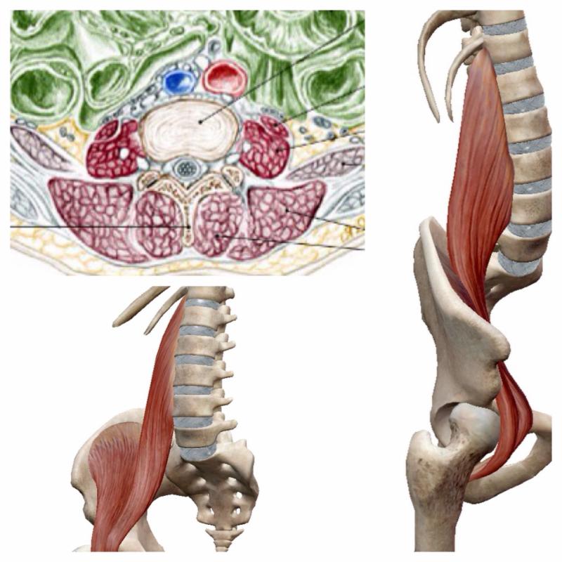 The Psoas. Fascia