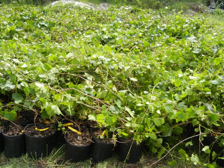 SAVE 20% on Muscadine Vines-2-Yr Plus and 2-Yr Potted!