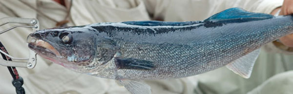 Monster 2.26 lb perch, Plankton key to ice crappie, Blue walleye ...