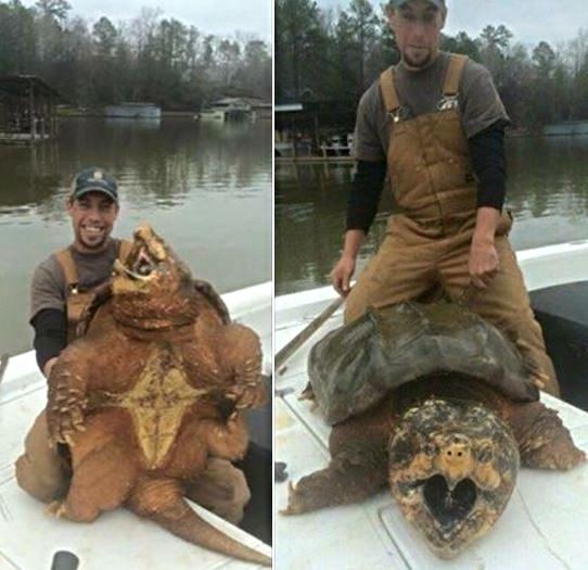 Dubuque rig for dummies, 11 lb AZ walleye, Spring sauger tip – Target ...