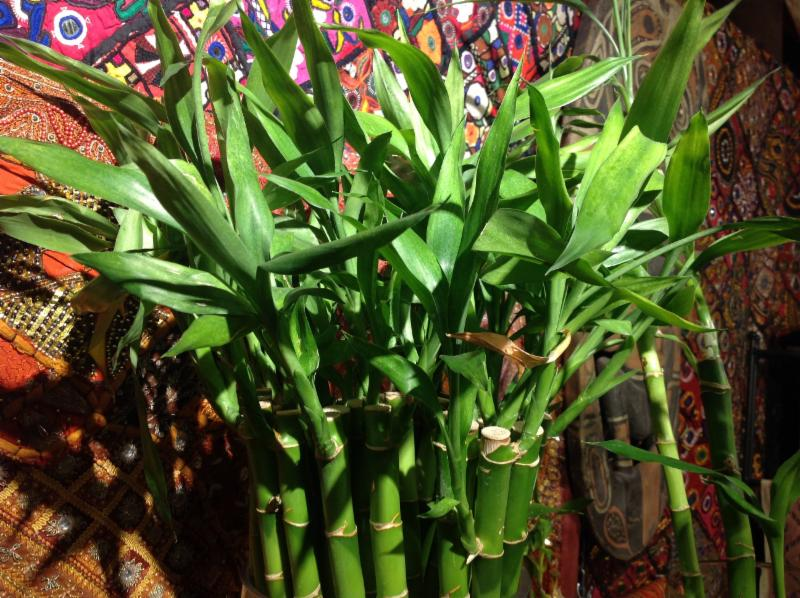 Lucky Bamboo Most