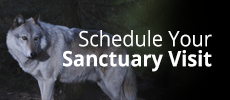 Wolf Haven has pups!