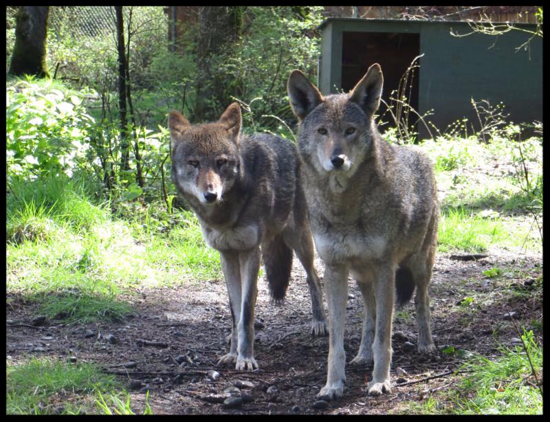 Wolf breeding season