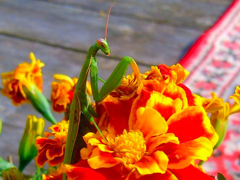 Attract Pollinators To Your Gardens!