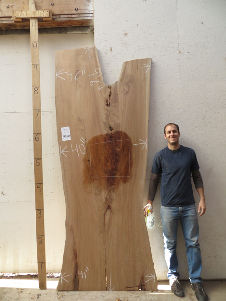 English Elm Log English Elm Slab - # 3537x1