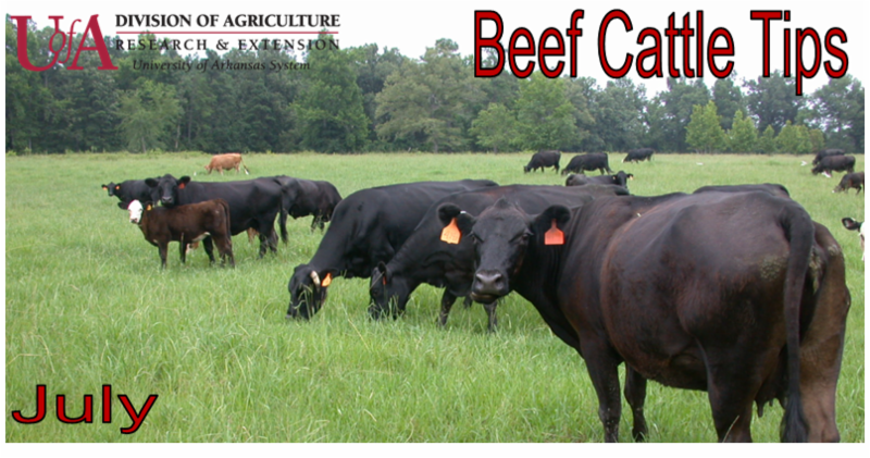 Beef Cattle Tips - July