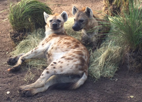 Disney's Animal Kingdom Welcomes Spotted Hyenas